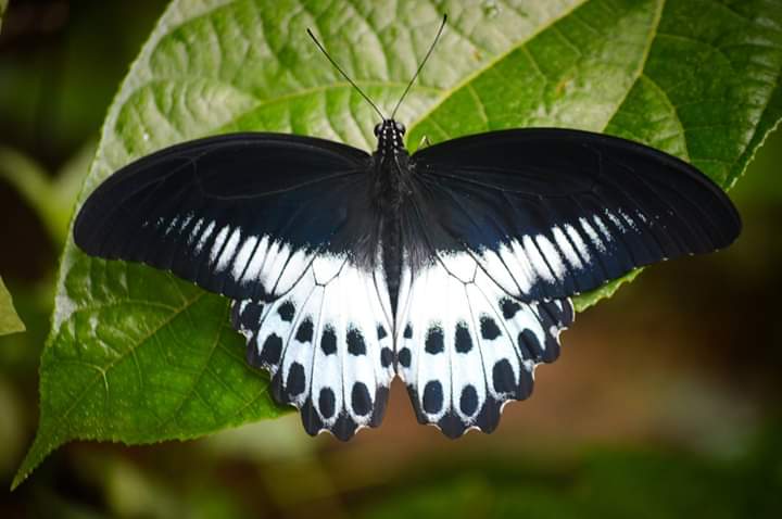 Thattekad Salim Ali bird sanctuary butterfly park timings & entry fee