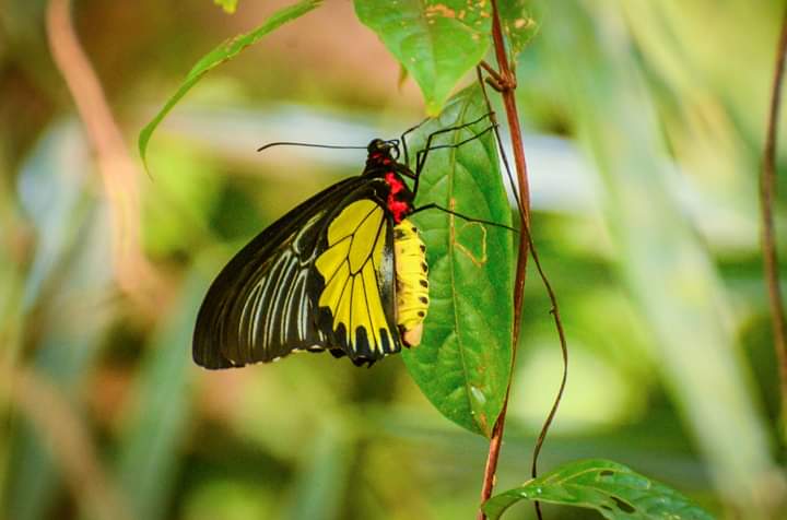 Thattekad Salim Ali bird sanctuary butterfly park timings & entry fee